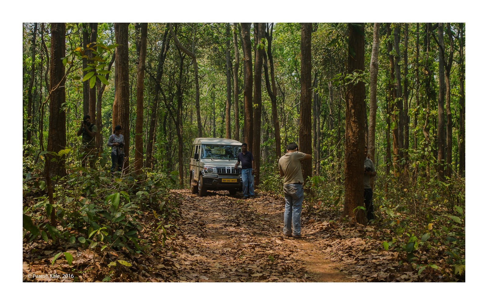 Saranda-Kiriburu: The unfortunate forests | The Creative Post