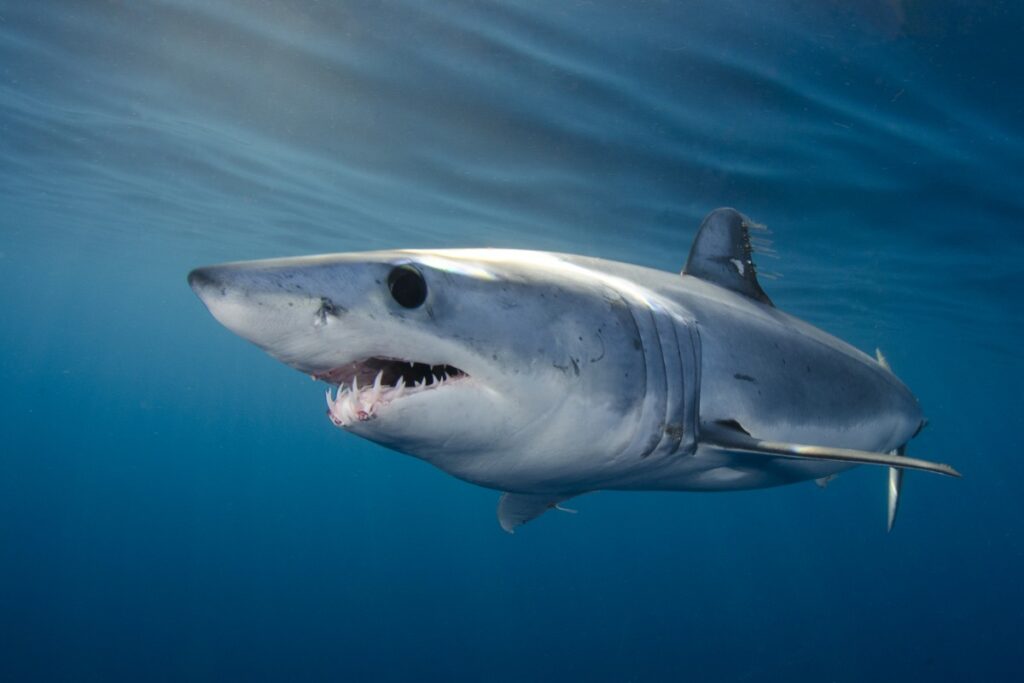 Do Sharks Have Bones The Creative Post Do Sharks Have Bones The Creative Post