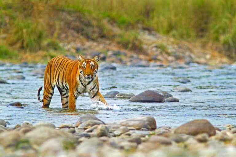 Biggest Tiger Reserve in India | The Creative Post