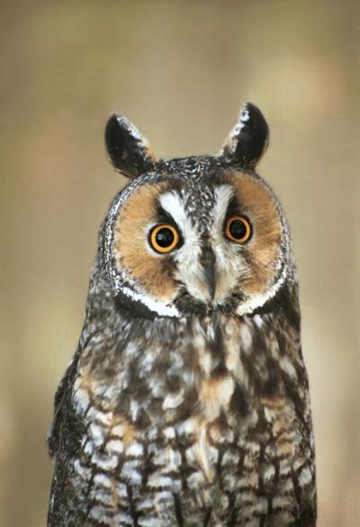 What Colors are Owls? | The Creative Post
